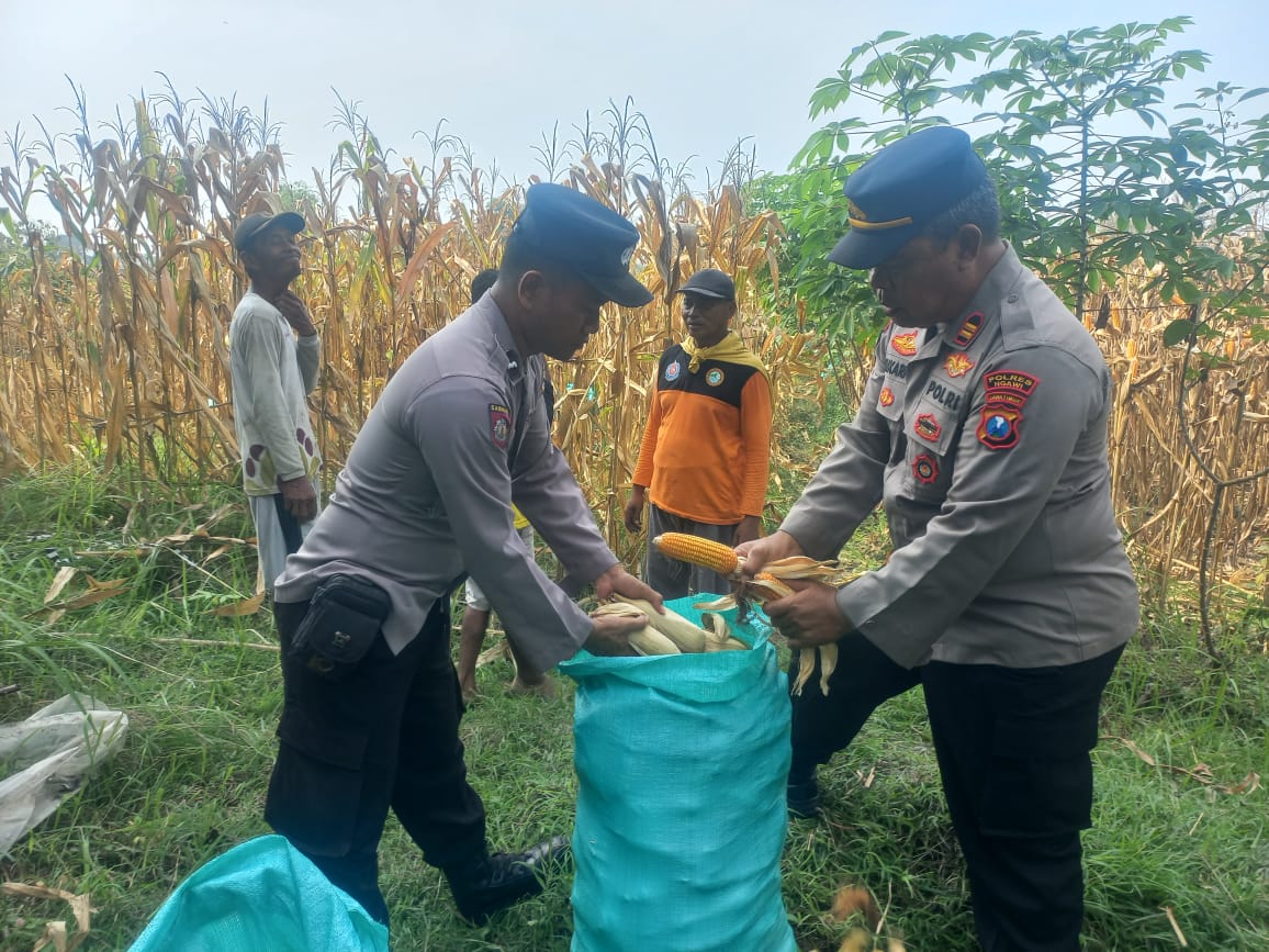 Dukung Swasembada Pangan di Ngawi, Polsubsektor Gerih Sukses Panen Raya Jagung - Polres Ngawi